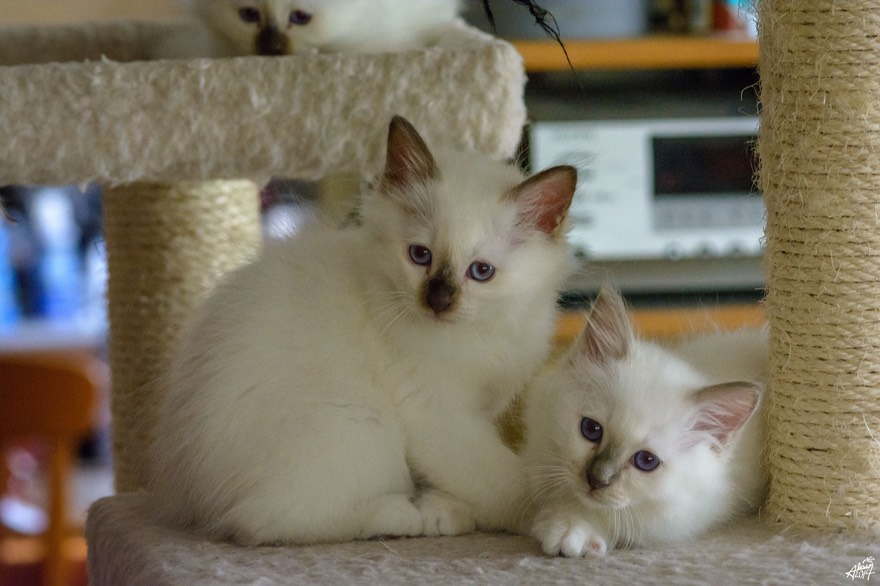 News | Du Laddak Doré Birmans | Alain